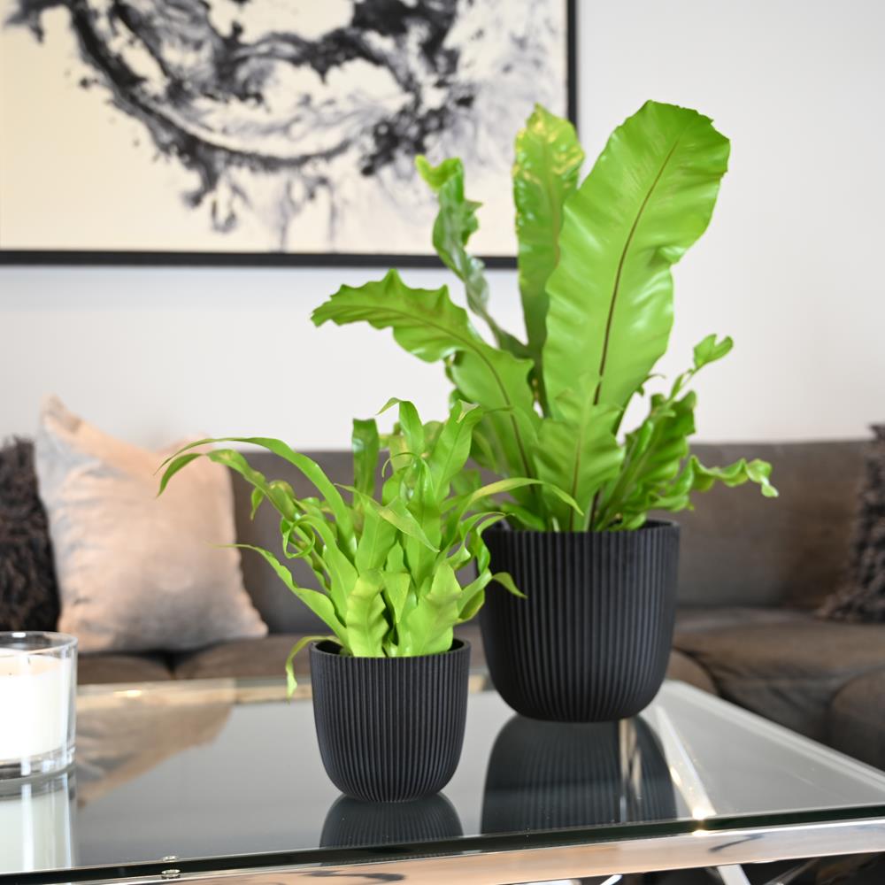 Asplenium antiquum Osaka - Birds Nest Fern 45cm – Bellr House Plants